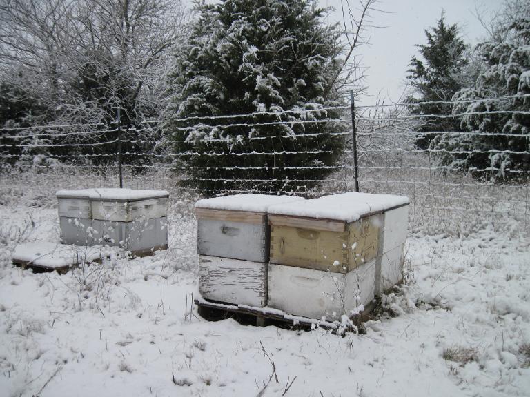 Winter Inspections — The Bee Supply