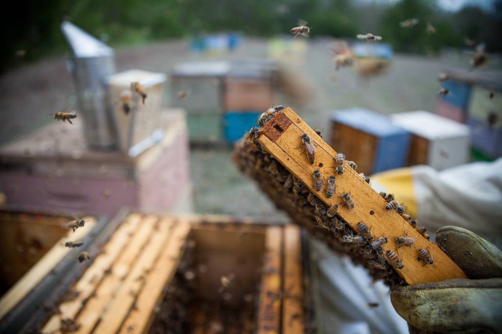 September Beekeeping Tips — The Bee Supply