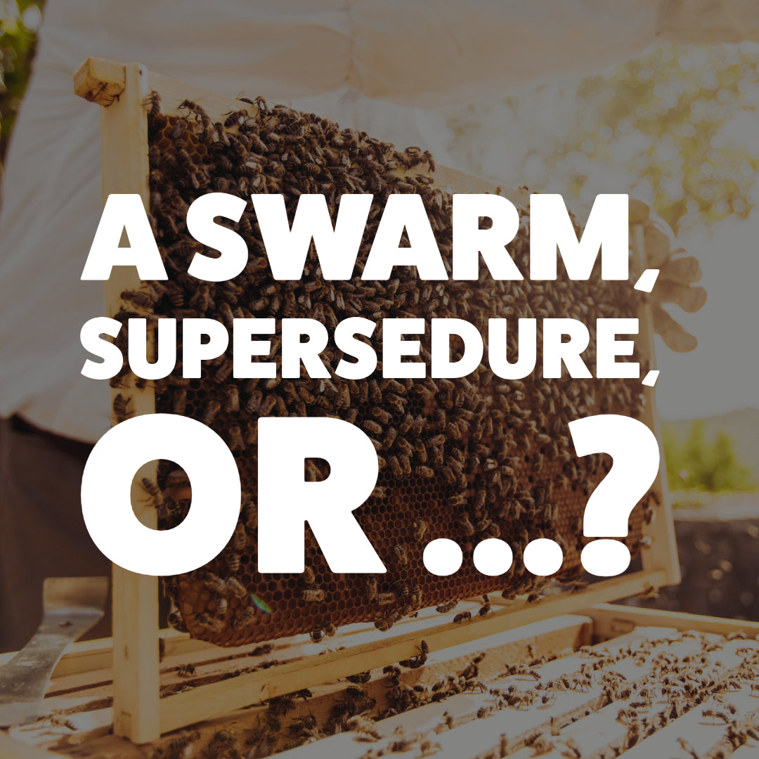 A Swarm, Supersedure, or Emergency Queen Cell? — The Bee Supply