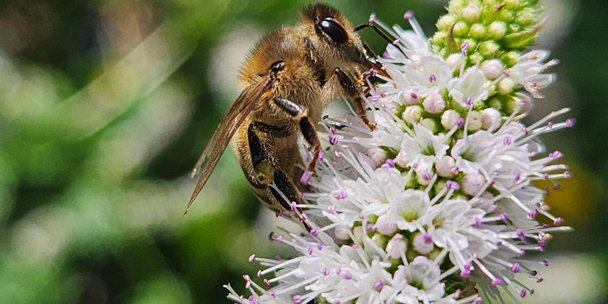 September Beekeeping Tips 2024 — The Bee Supply