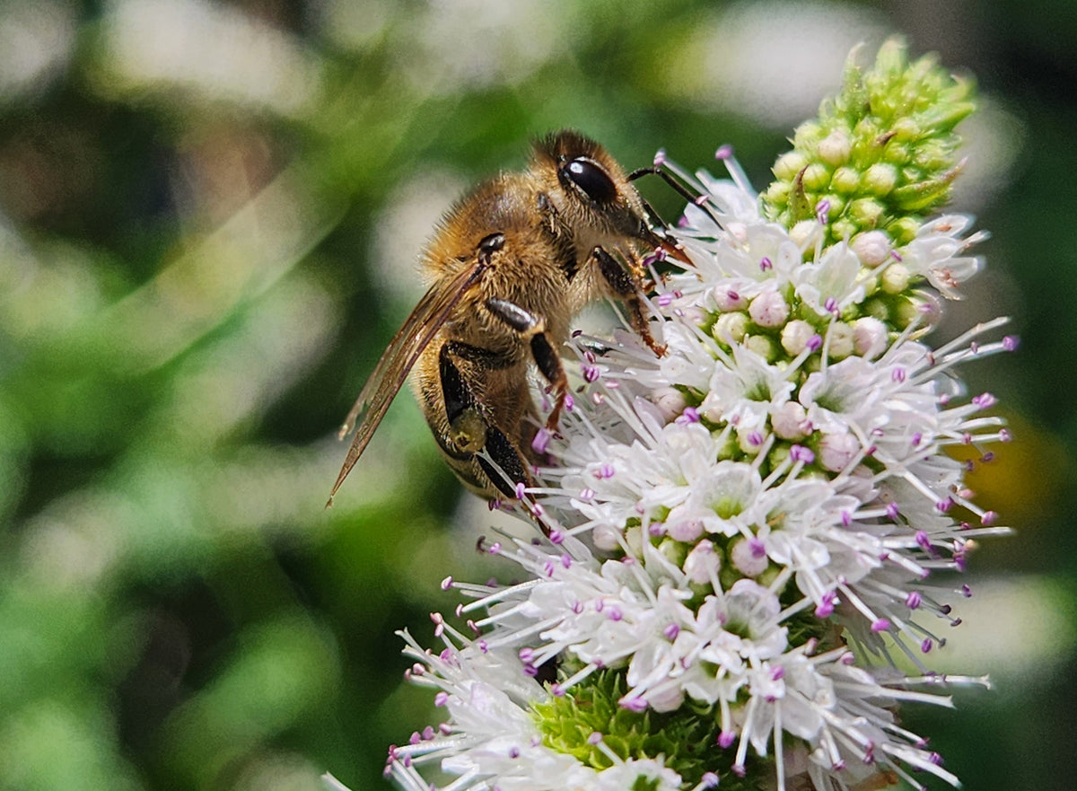 September Beekeeping Tips 2024 — The Bee Supply