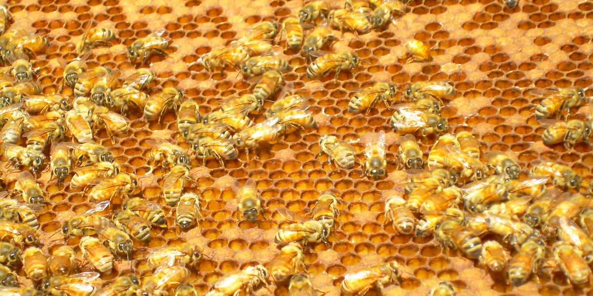 What causes a spotty brood pattern? — The Bee Supply