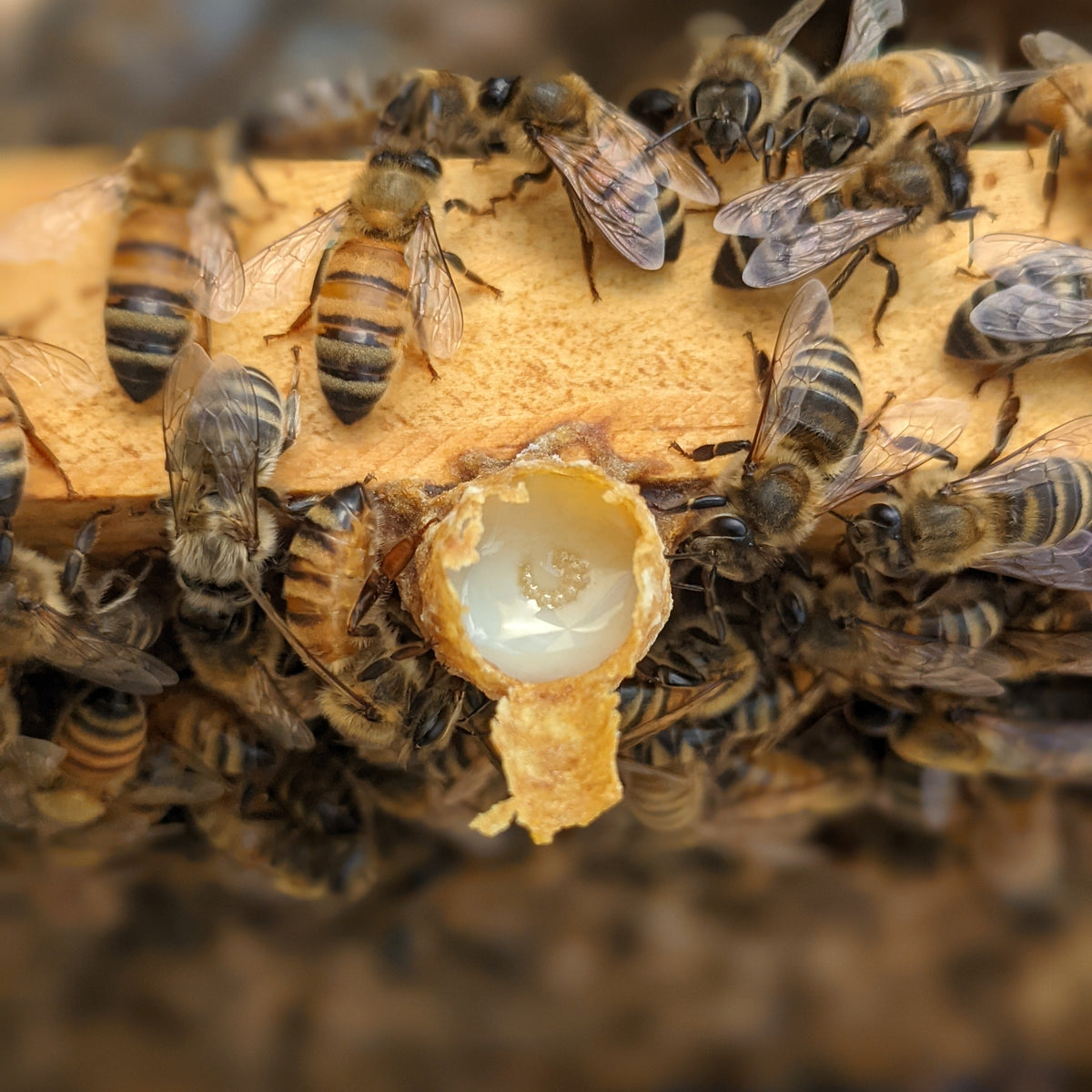 Beehive Management and the Caste System of Honey Bees — The Bee Supply