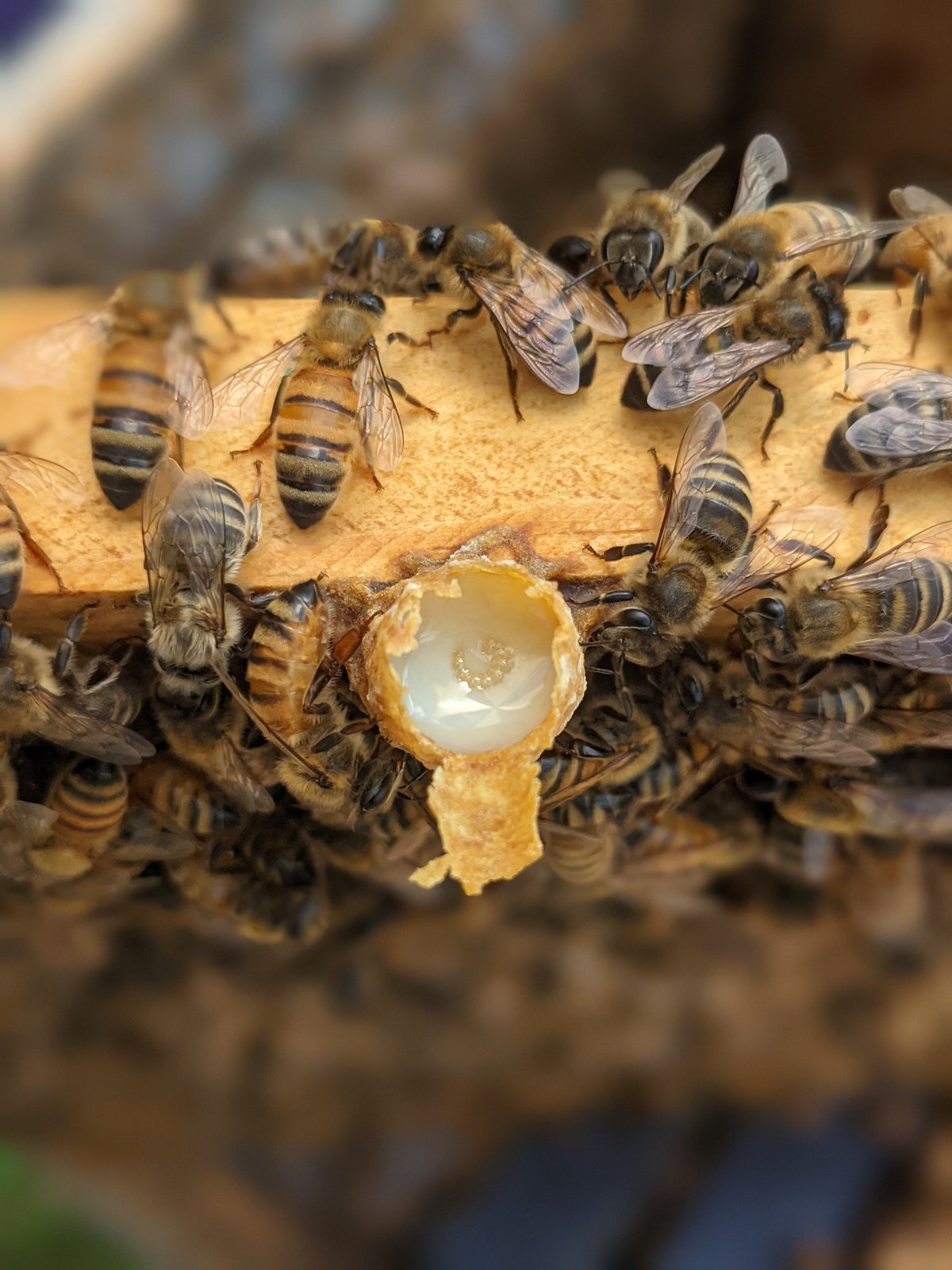Beehive Management and the Caste System of Honey Bees — The Bee Supply