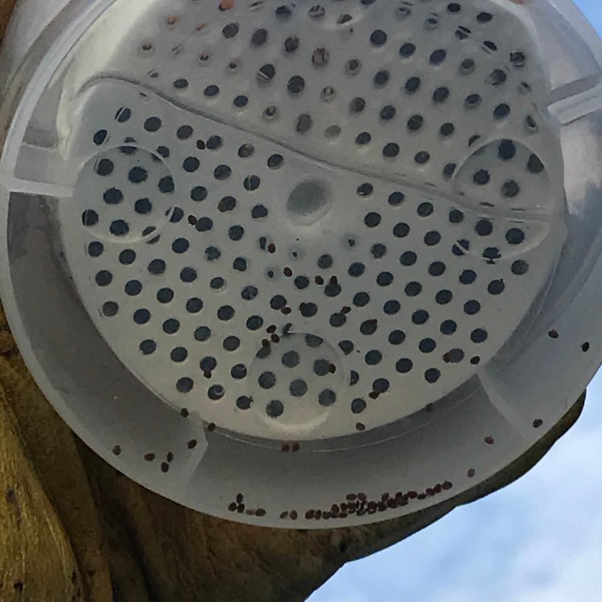 Varroa Mites in Beekeeping: Effective Testing and Treatment Methods fo ...