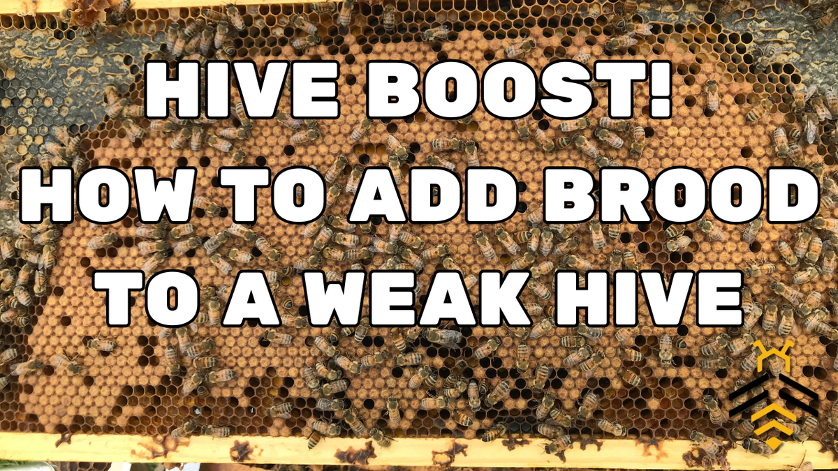 Hive Boost! How to Add a Frame Of Brood To a Weak Hive — The Bee Supply