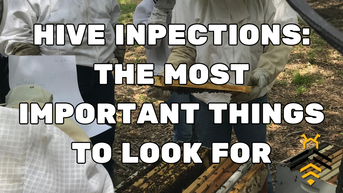 Hive Inspections: The Most Important Things to Look For — The Bee Supply