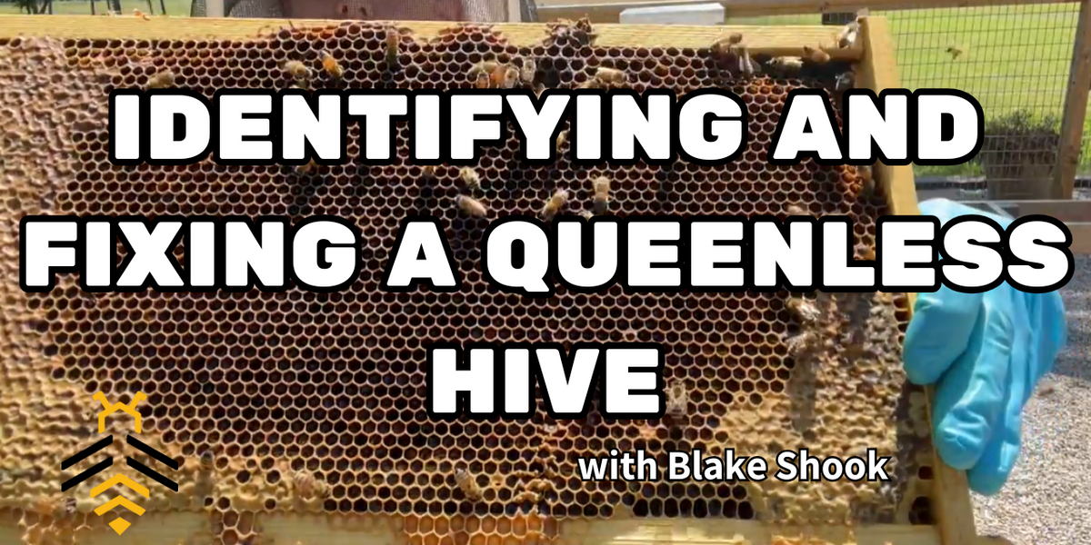 Identifying and Fixing Queenless Hives (Video) — The Bee Supply