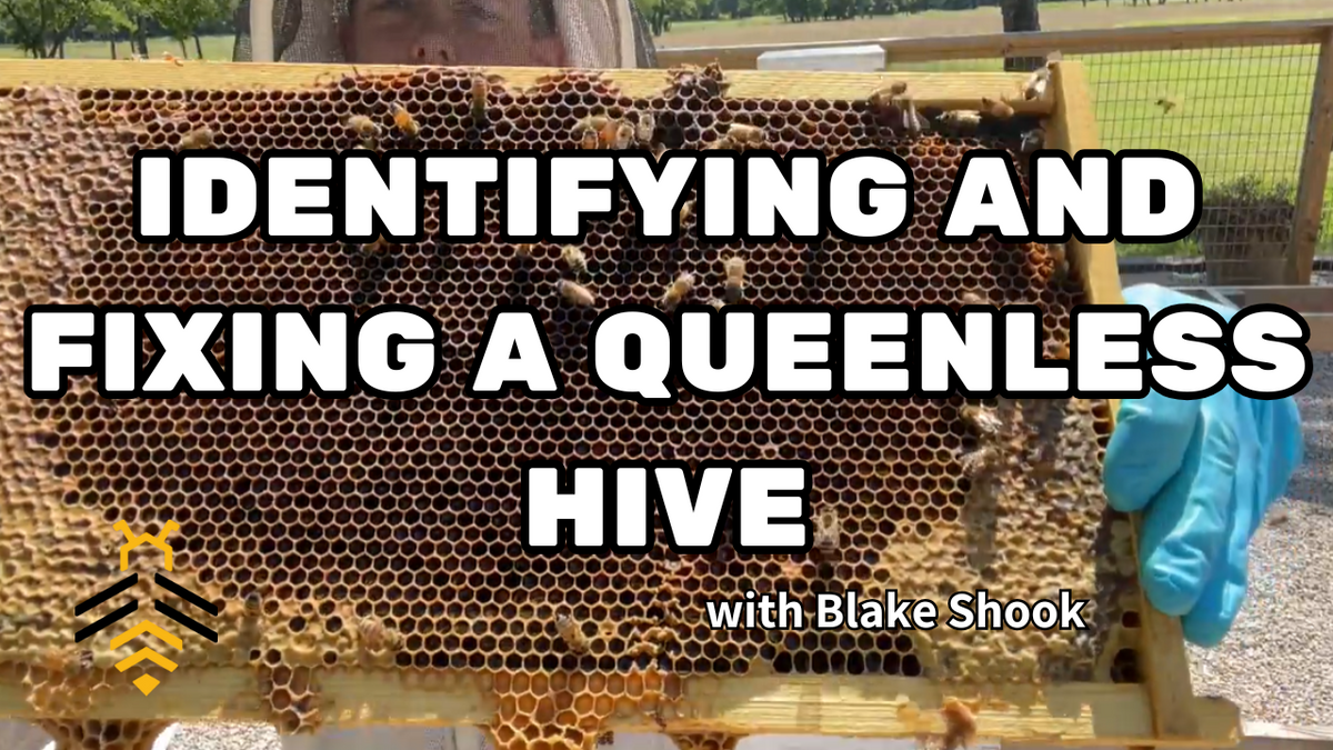 Identifying and Fixing Queenless Hives (Video) — The Bee Supply