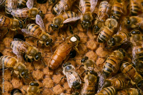 January Beekeeping Tips - 2024 — The Bee Supply