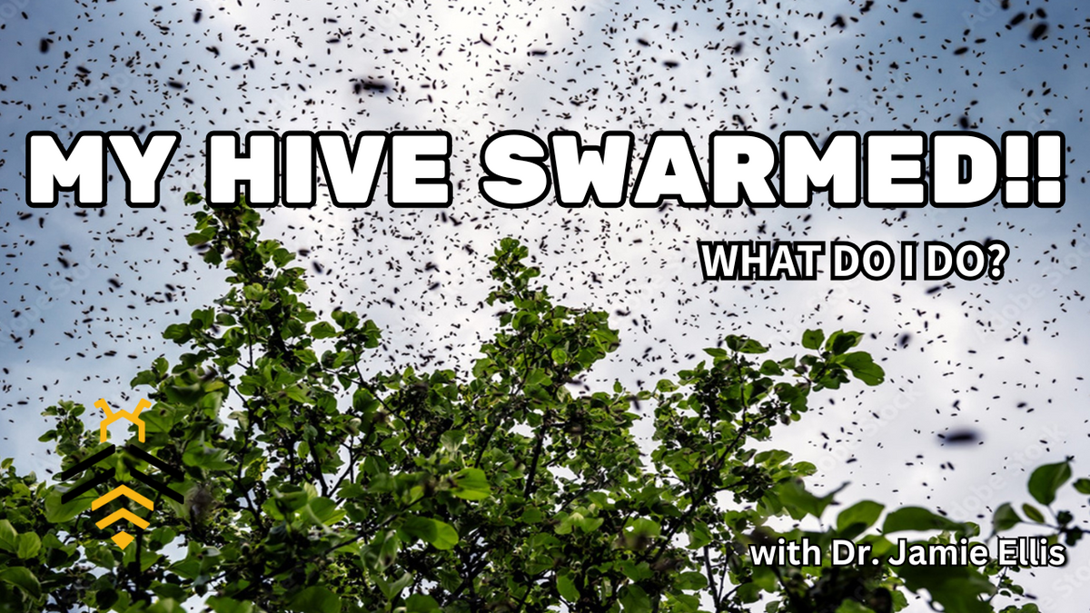 My Hive Swarmed! What do I do? (Video) — The Bee Supply