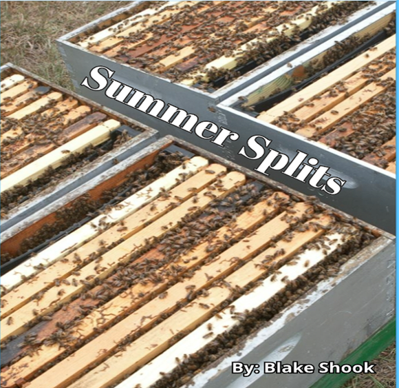 Summer Splits — Texas Bee Supply