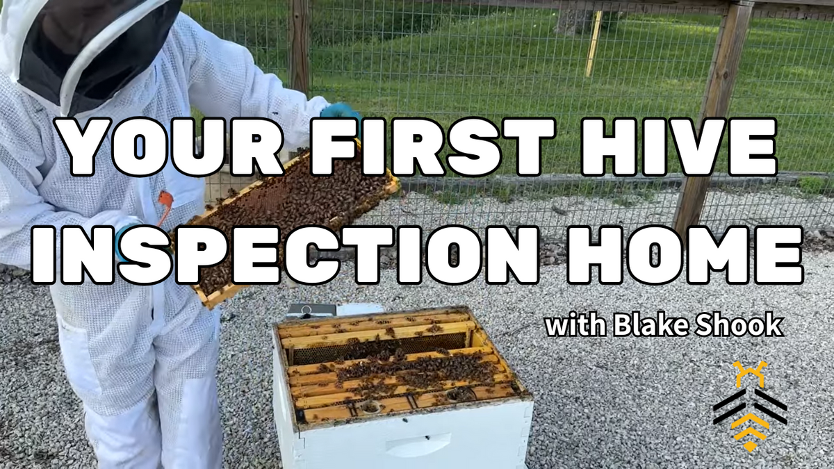 Inside the Hive: What to Check for During Your First Hive Inspection H ...