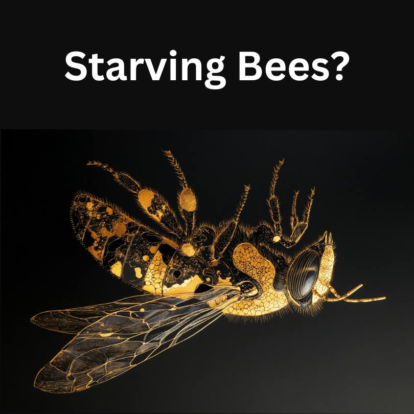 ARE MY BEES BE STARVING? — The Bee Supply