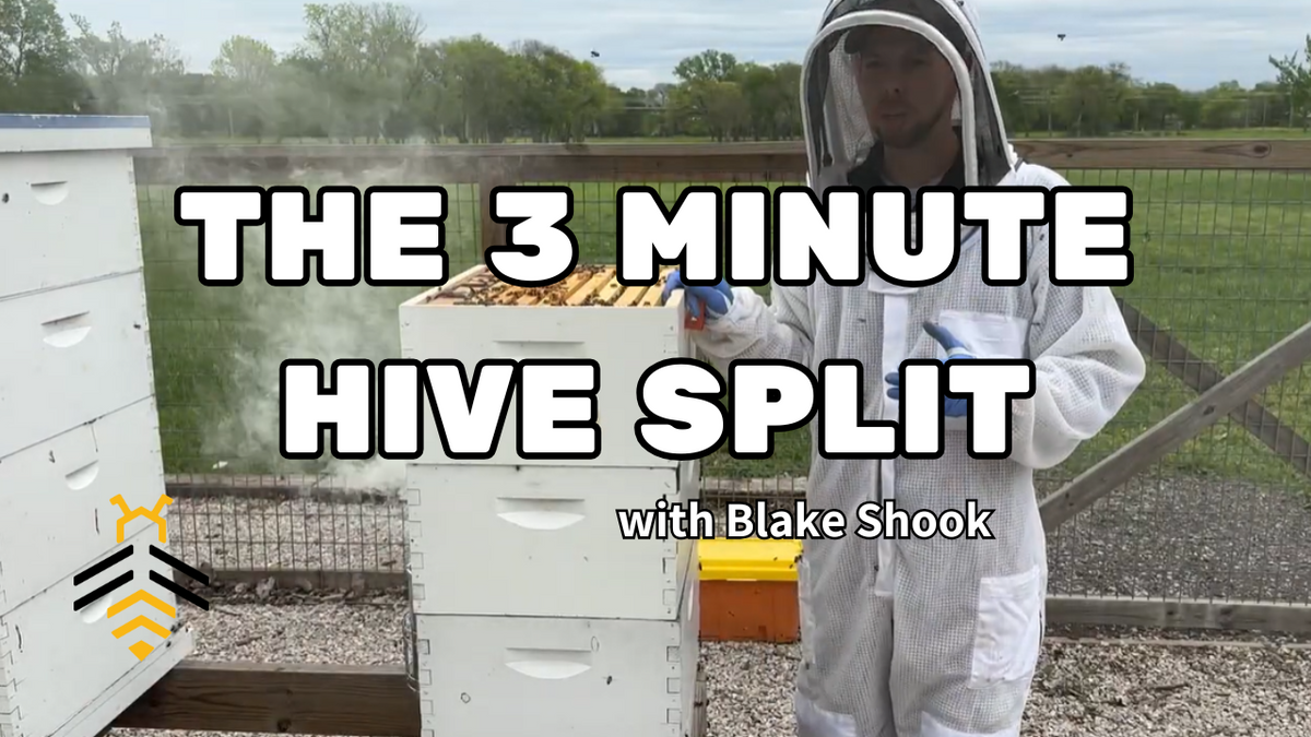 The 3 Minute Hive Split (Video) — The Bee Supply