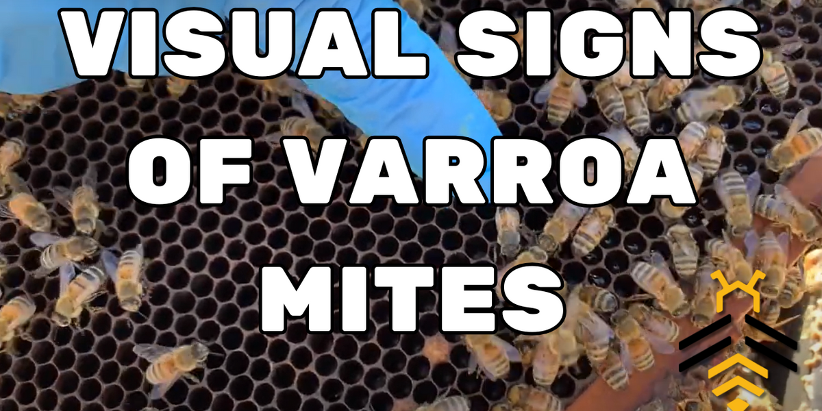 How to Spot Visual Signs of Varroa Mites in a Bee Hive - Video — The ...