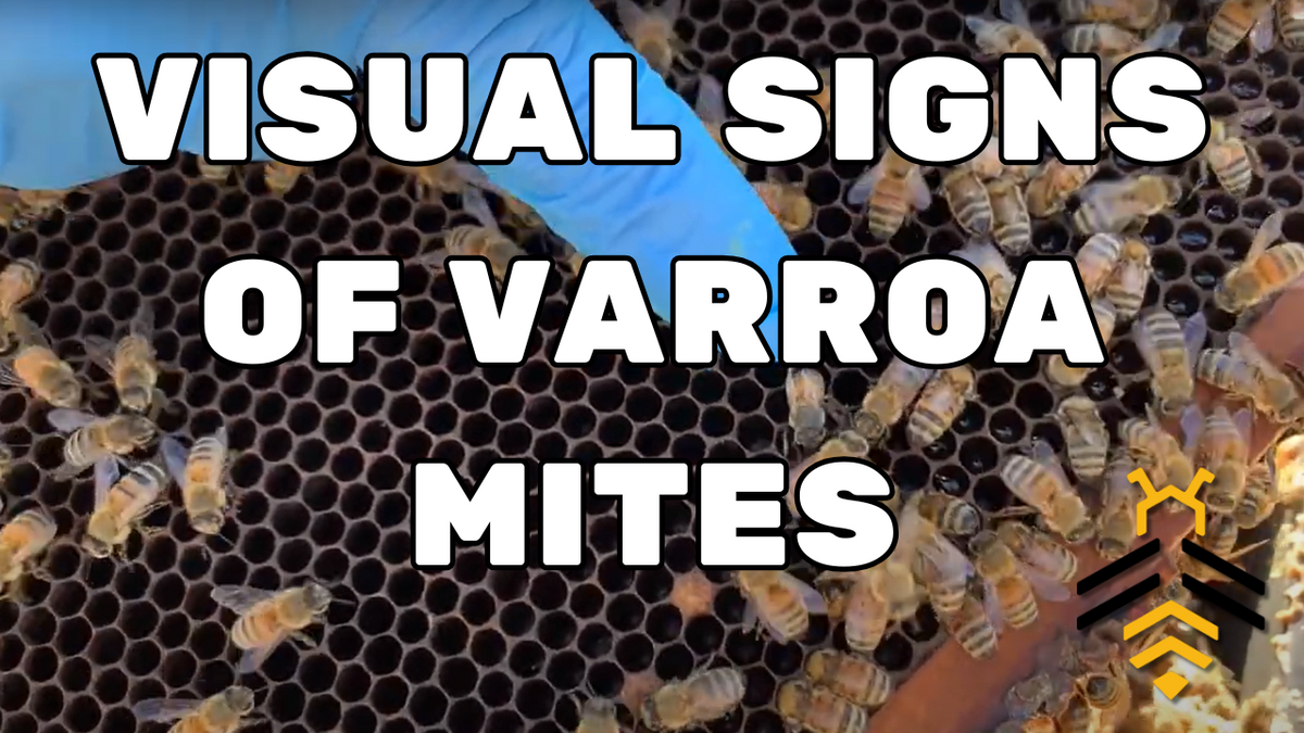 Cómo detectar señales visuales de ácaros Varroa en una colmena - Vídeo ...