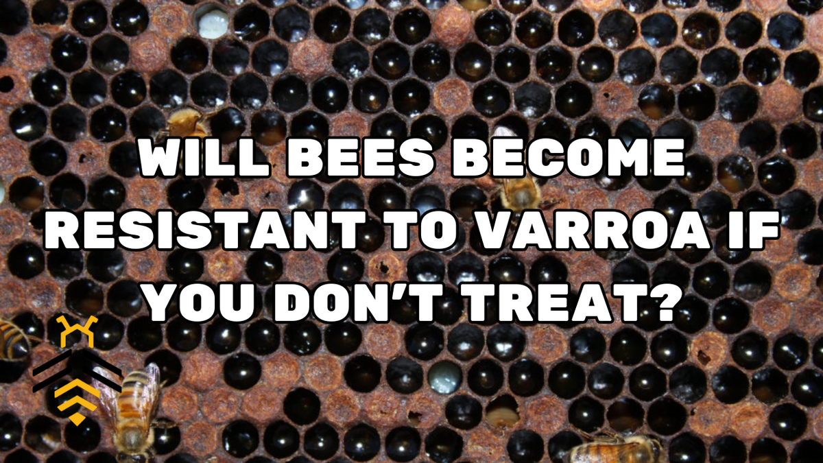 Will Bees Become Resistant to Varroa if You Don't Treat (Video) — The Bee Supply
