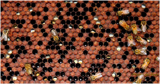 Chalk Brood Chalkbrood, Chalk-Brood — The Bee Supply