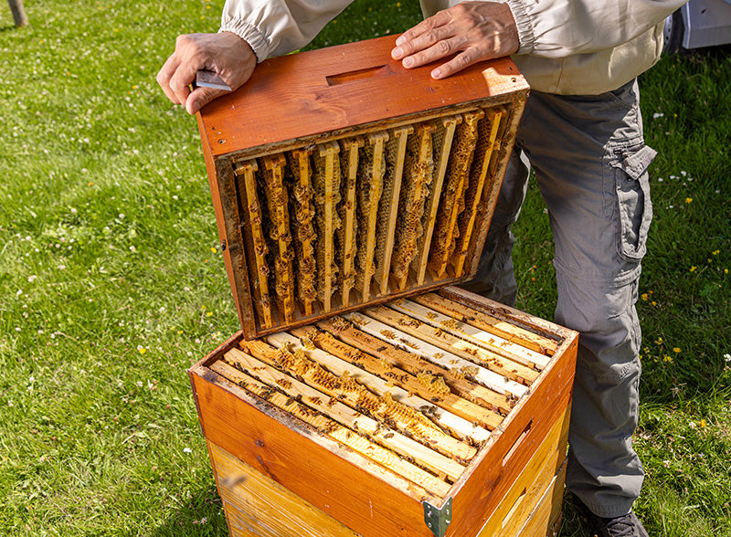 COMBINING HIVES TO SURVIVE WINTER — The Bee Supply