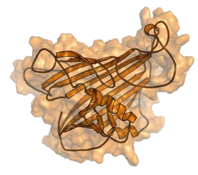 Vitellogenin The Miracle Molecule — The Bee Supply