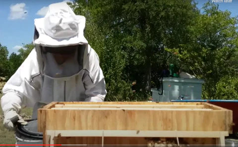 Swarms - Care & Feeding — The Bee Supply