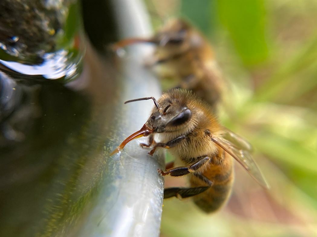 Water Sources Drying Up — The Bee Supply