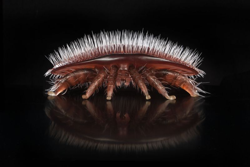 Varroa Destructor — The Bee Supply