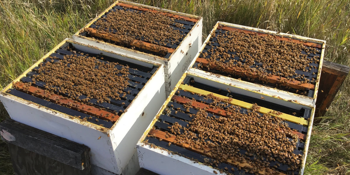 Grading Bees for California Almond Pollination — The Bee Supply