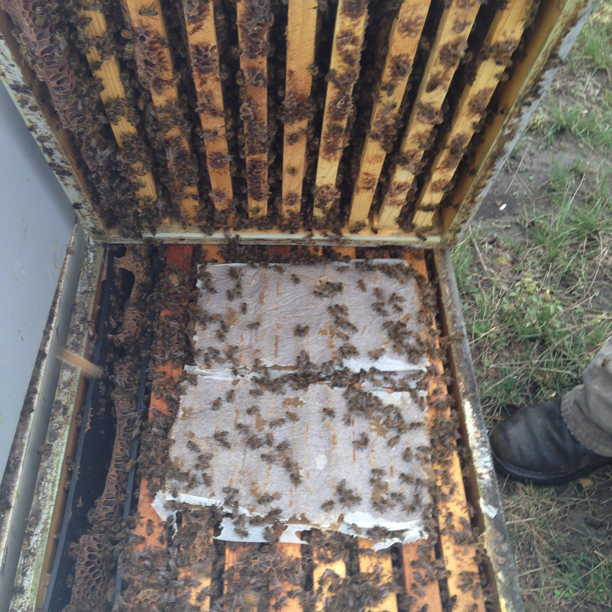 Why Feed Pollen Substitutes? — The Bee Supply