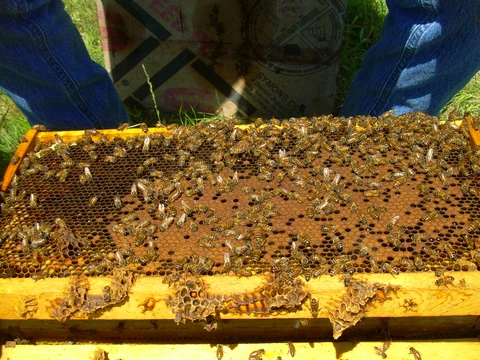 What does a Good vs Bad Brood Pattern look like? — The Bee Supply