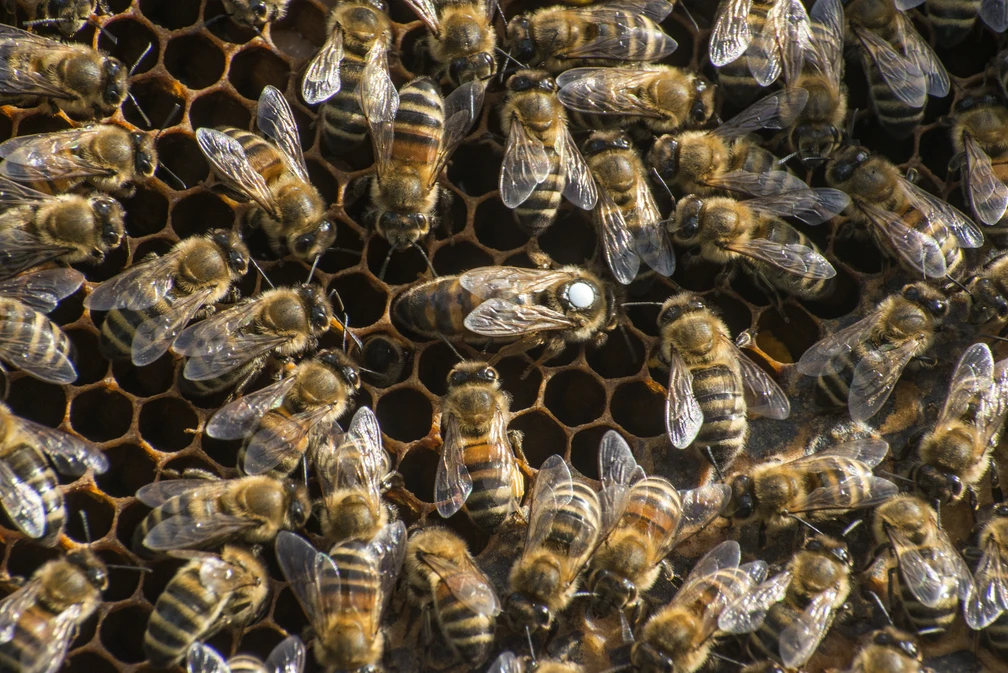 How to Tell When a Hive Needs to be Re-Queened — The Bee Supply