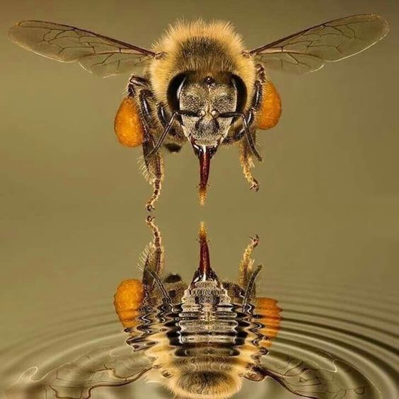 How to Know When the Nectar Flow Begins and When to Add a Honey Super ...