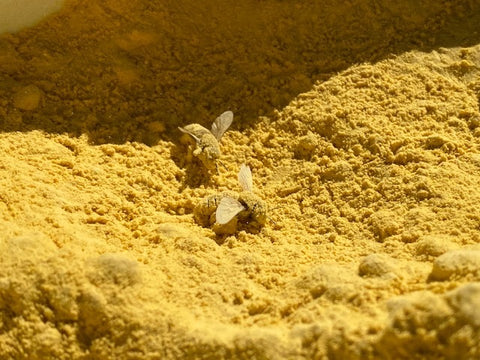 WHEN AND HOW MUCH TO FEED POLLEN PATTIES — The Bee Supply