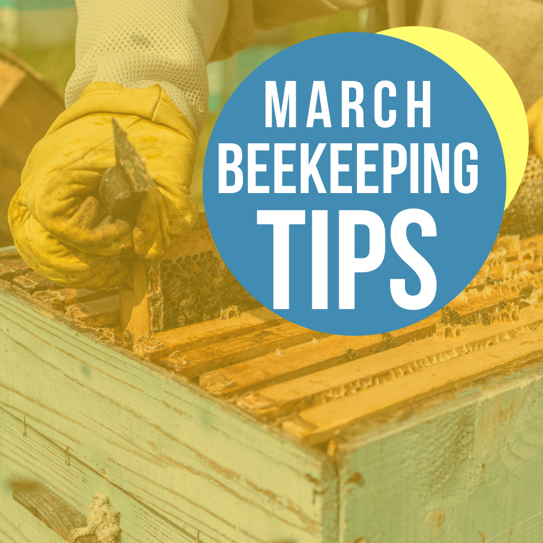 March Beekeeping Tips 2024 — The Bee Supply