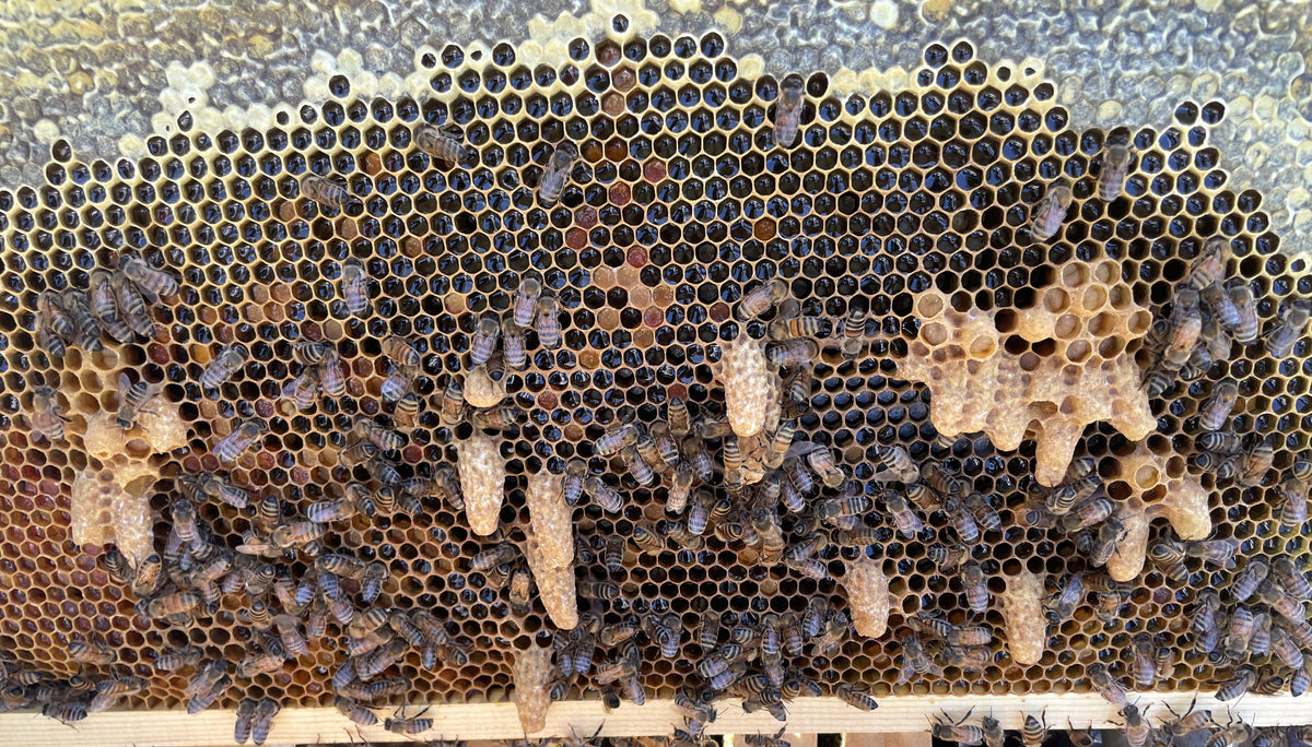 Identifying and Fixing a Queenless Hive: Signs & Requeening Tips — The ...