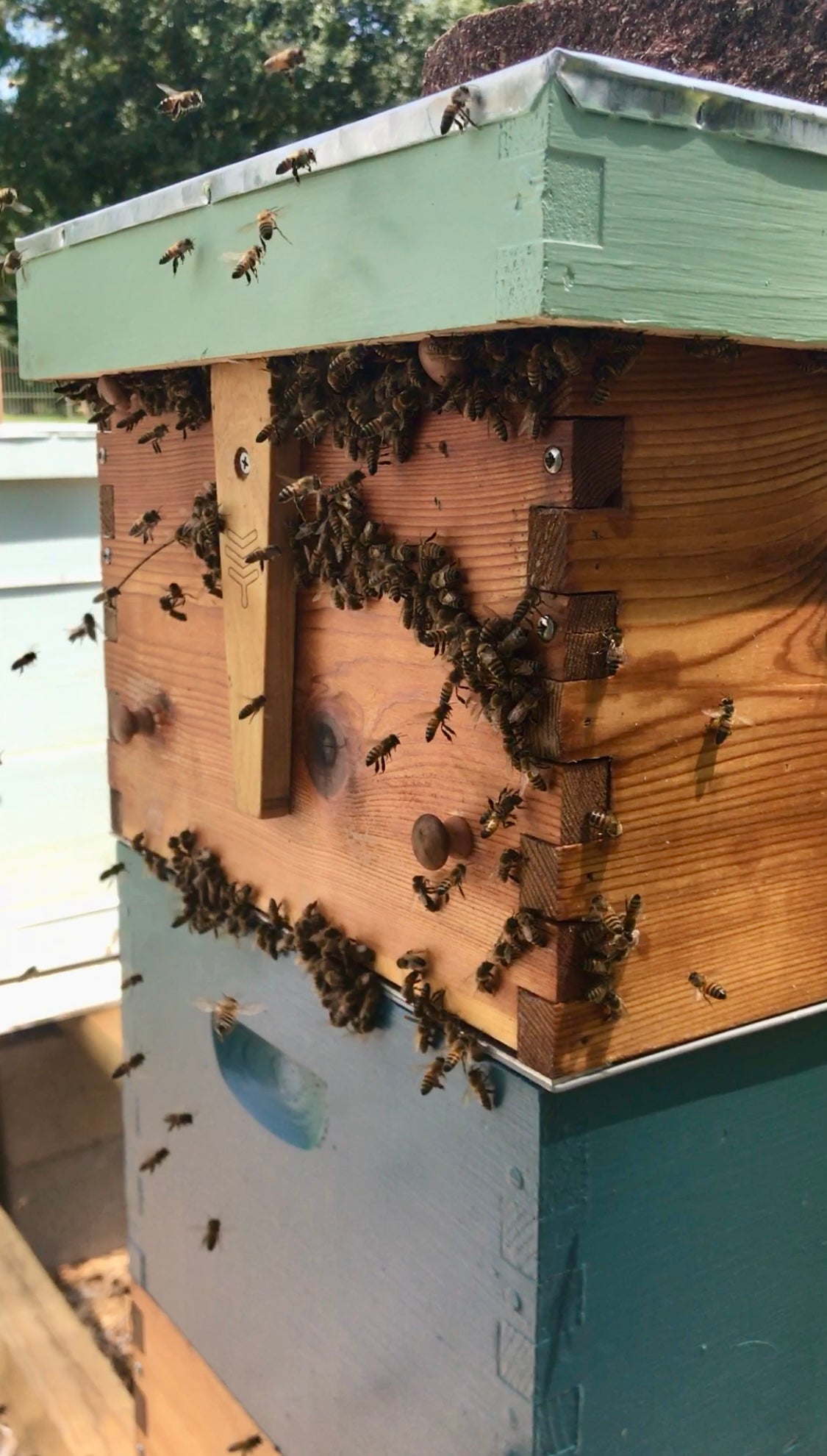 How to Tell When Your Hive Is Being Robbed in Late Fall or Winter and ...