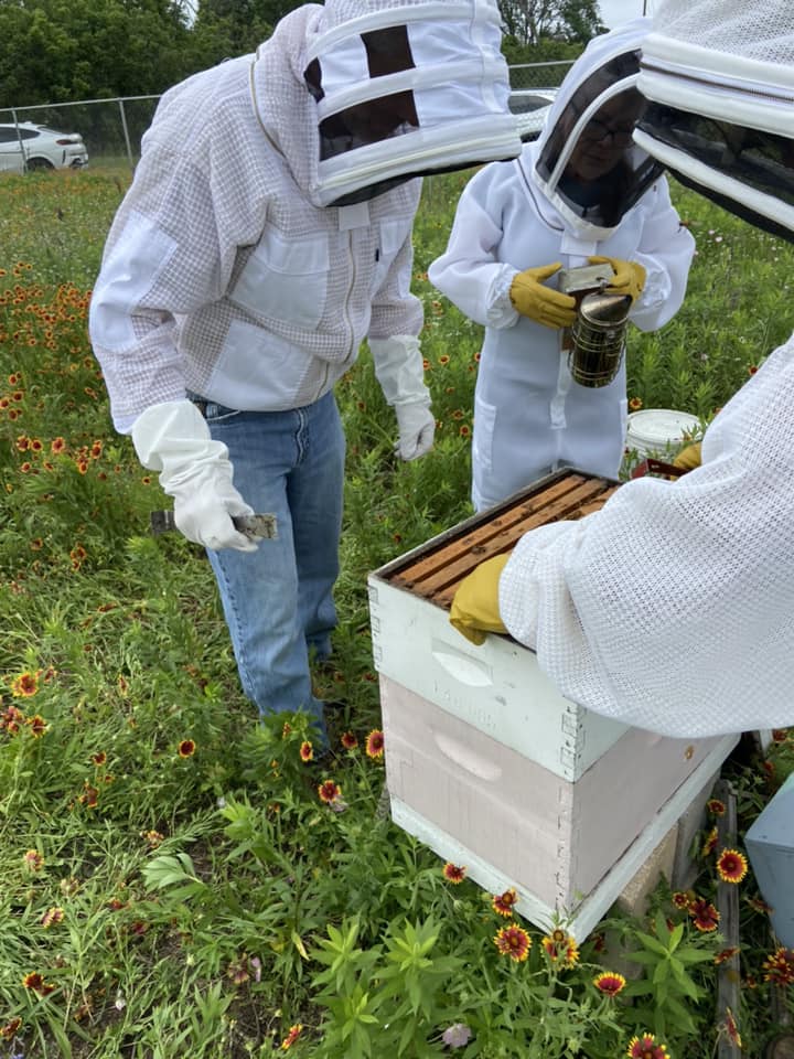 Early-Summer Hive Management: Harvesting Honey and Planning Ahead 📝 ...