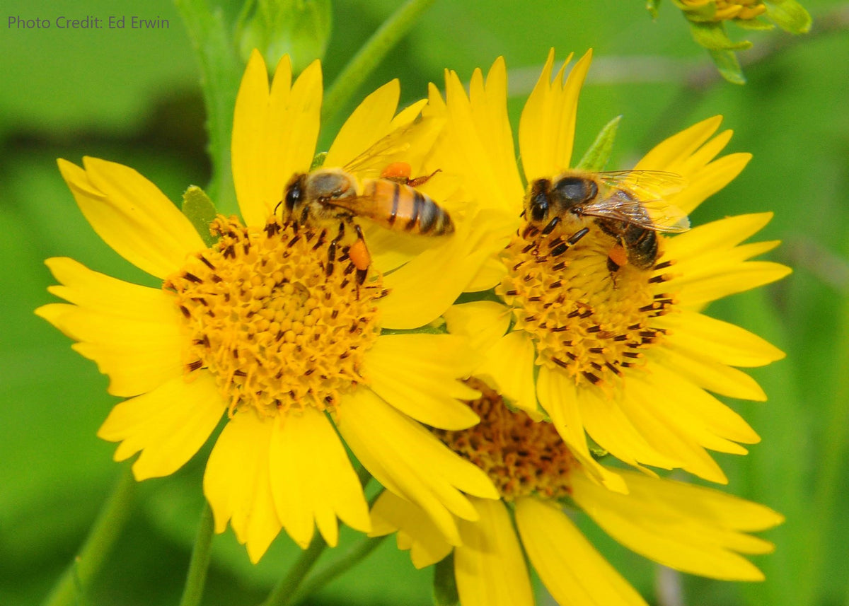 Planting for Honey Bee Pollination: Best Plants for Bees — The Bee Supply