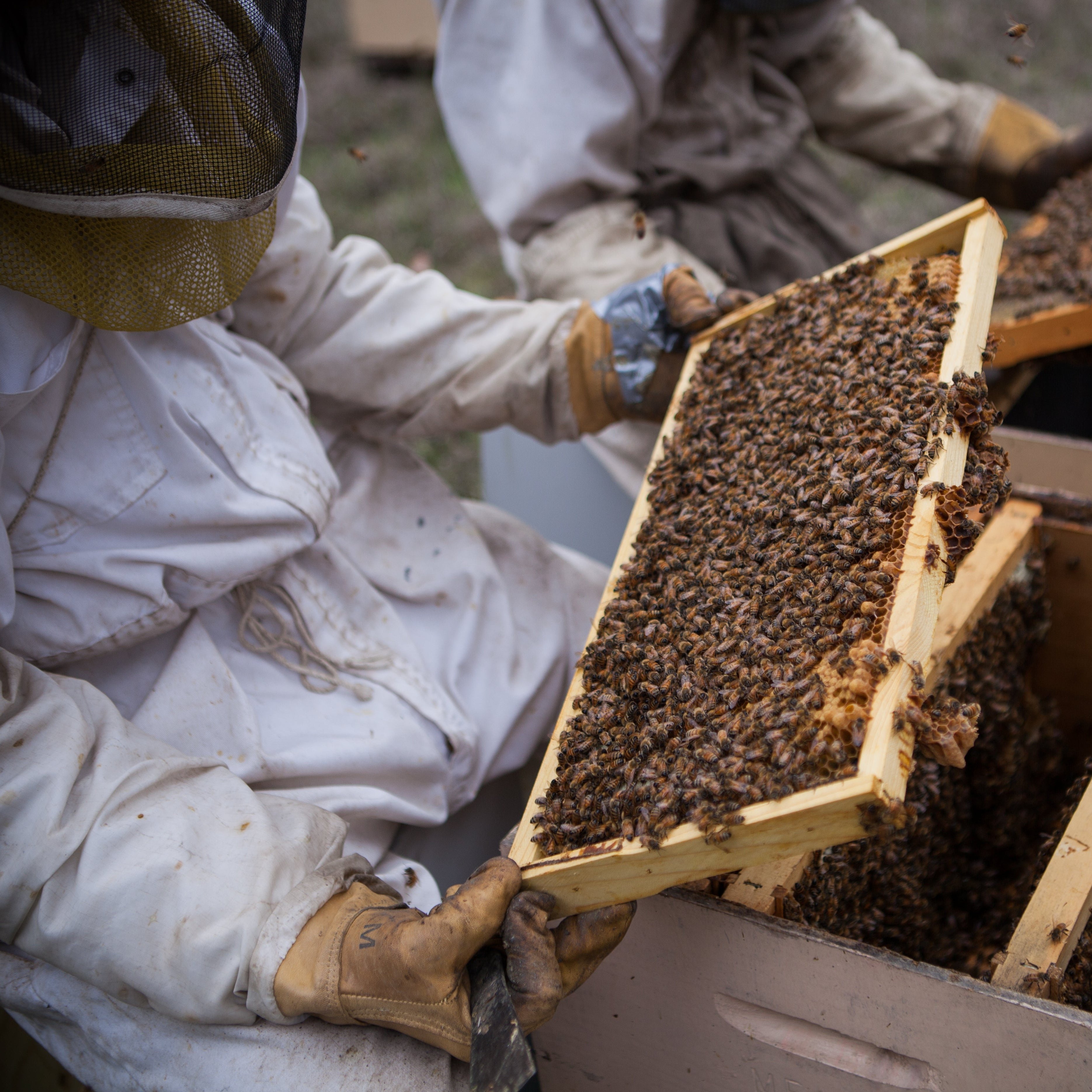 The Bee Supply - Bees for sale, Beekeeping Supplies, and Classes