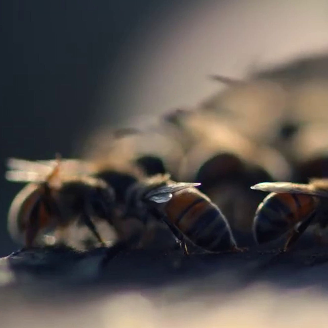 The Bee Supply - Bees for sale, Beekeeping Supplies, and Classes